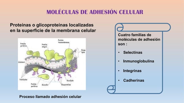 Moleculas de adhesion celular señalizacion celular y transduccion de ...