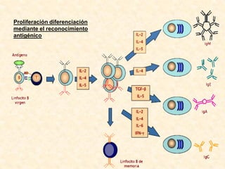 Moléculas que reconocen antígeno | PDF