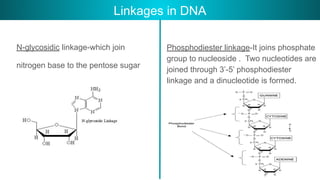 Moleculer basis of inheritance (1) | PPT