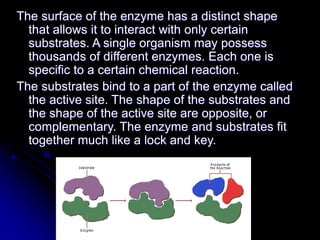 MoleculesofLifePowerpoint-1.ppt | Chemistry | Science