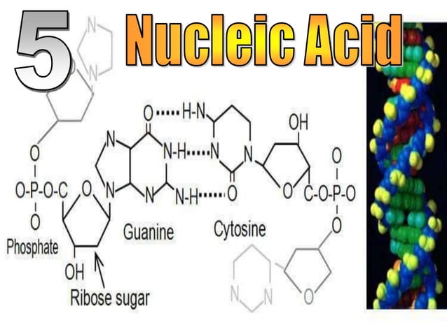 Molecules of Life Visual Quiz, Proteins, Carbohydrates, Lipids, Nucleic ...
