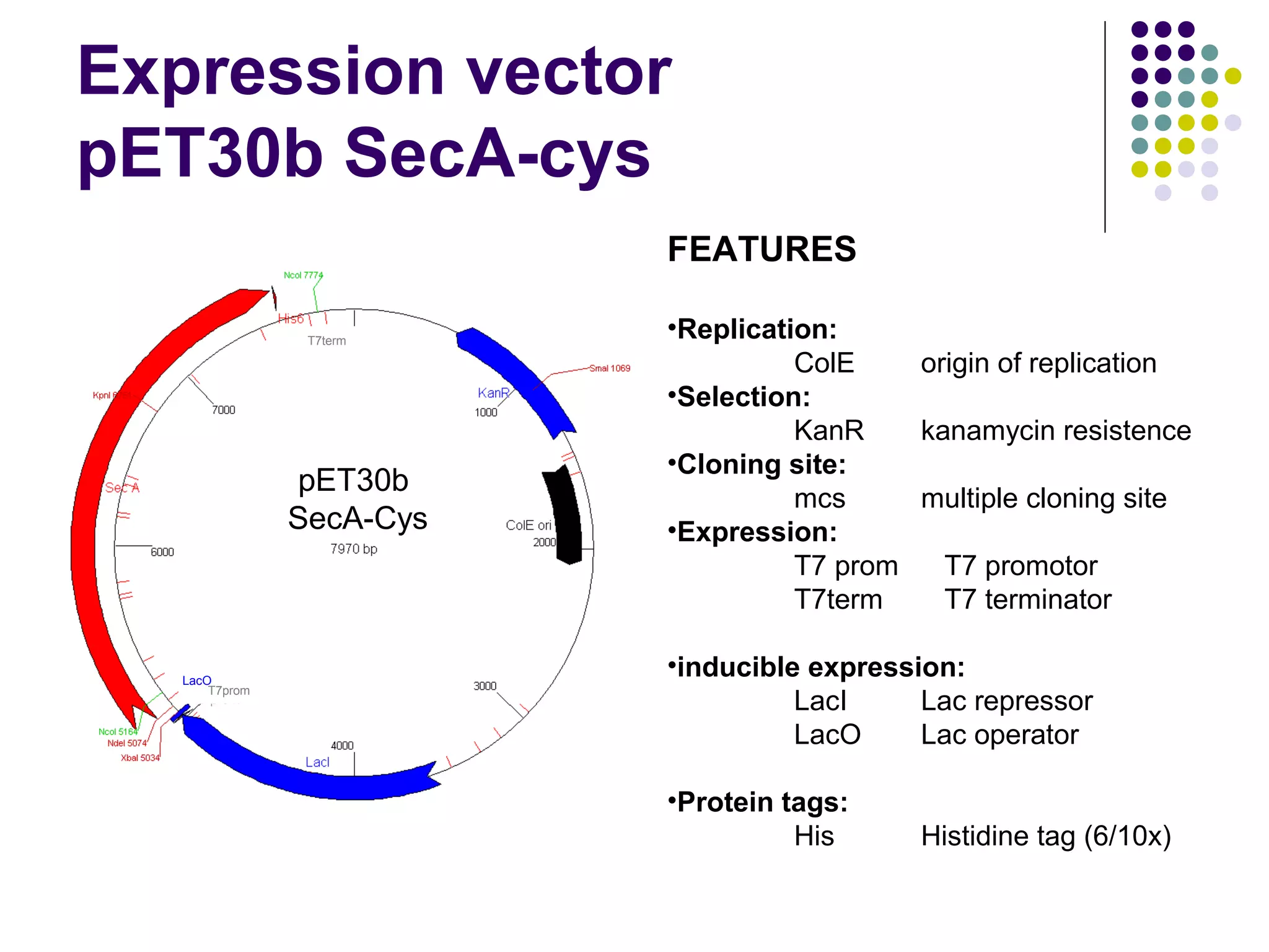 Molekulare biologie 2 | PPT