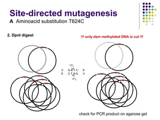 Molekulare biologie 2 | PPT
