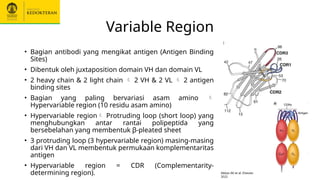 Molekul Ig Pada Variabel Region & CDR.pptx