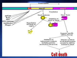 apoptosis programmed cell death in E.coli
