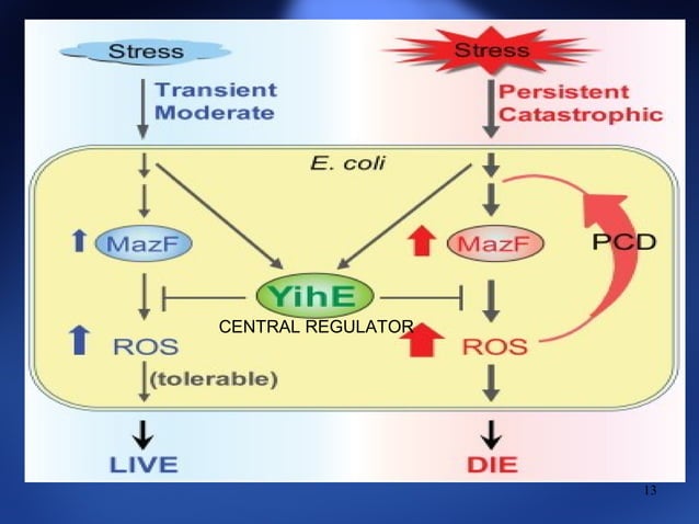 apoptosis programmed cell death in E.coli