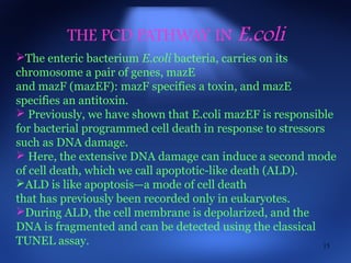 apoptosis programmed cell death in E.coli