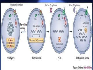 apoptosis programmed cell death in E.coli