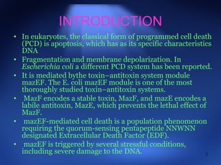 apoptosis programmed cell death in E.coli