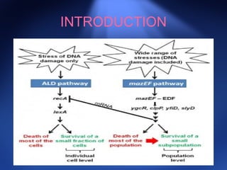 apoptosis programmed cell death in E.coli