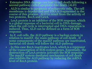 apoptosis programmed cell death in E.coli