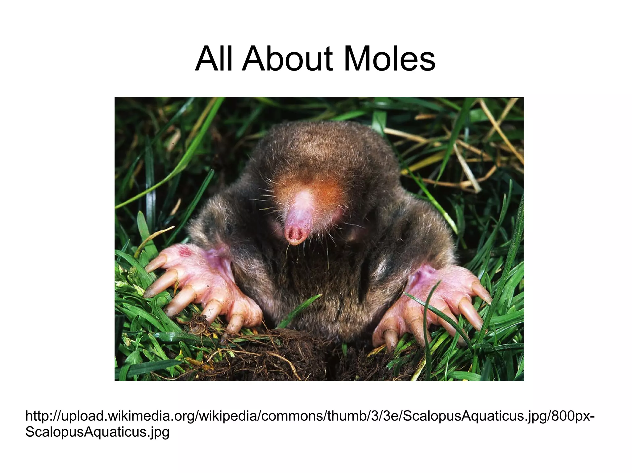 Moles Grade 10 | ODP