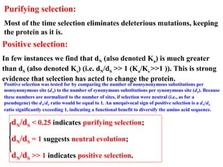 Purifying Selection Example
