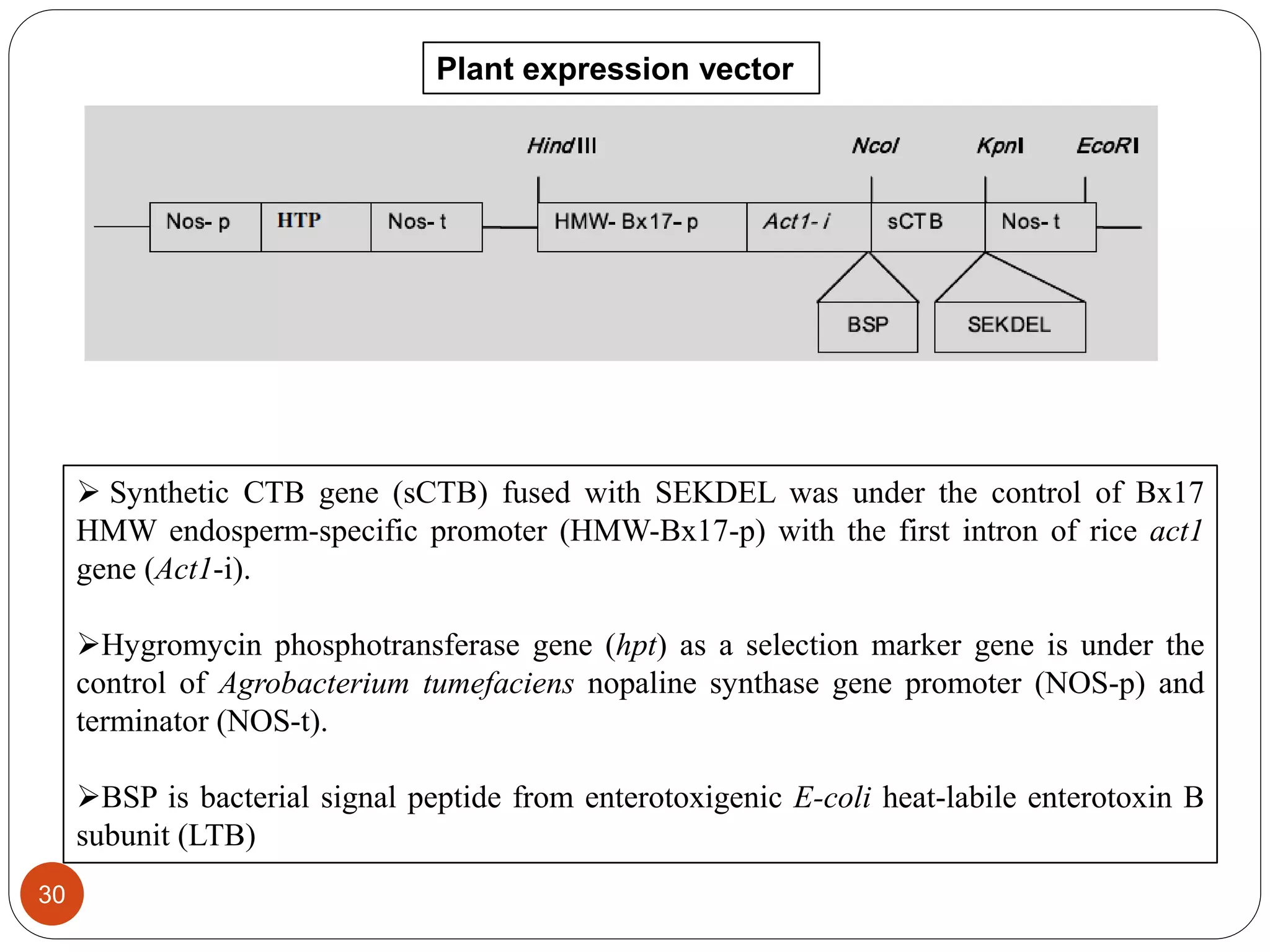 Plant molecular farming for recombinant therapeutic proteins | PPTX