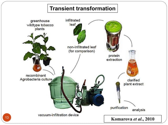 Plant molecular farming for recombinant therapeutic proteins | PPTX ...