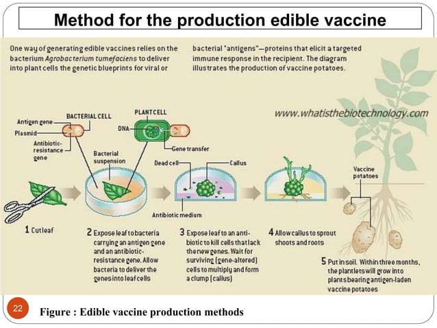 Plant molecular farming for recombinant therapeutic proteins | PPTX ...