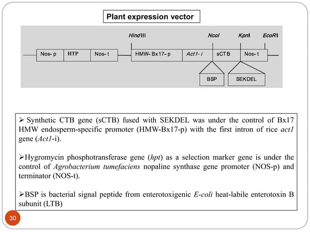 Plant molecular farming for recombinant therapeutic proteins | PPTX ...