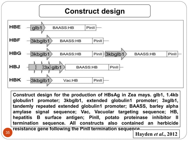 Plant molecular farming for recombinant therapeutic proteins | PPTX ...
