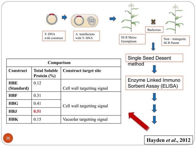 Plant molecular farming for recombinant therapeutic proteins | PPTX ...
