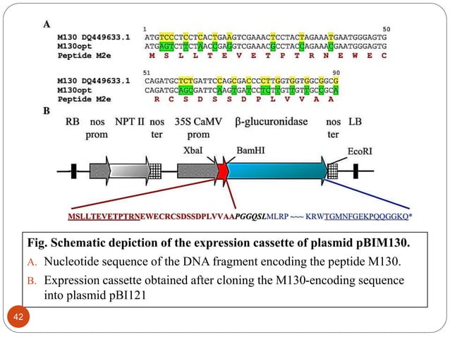 Plant molecular farming for recombinant therapeutic proteins | PPTX ...