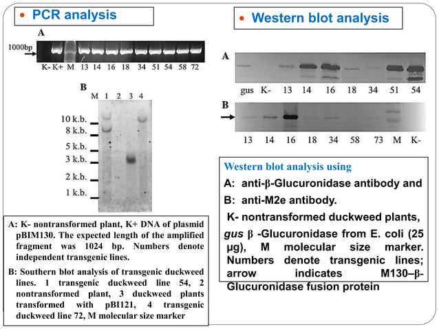 Plant molecular farming for recombinant therapeutic proteins | PPTX ...