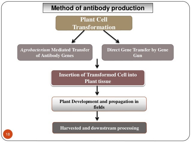 Plant molecular farming for recombinant therapeutic proteins