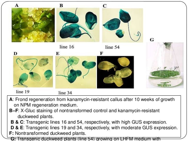 Plant molecular farming for recombinant therapeutic proteins