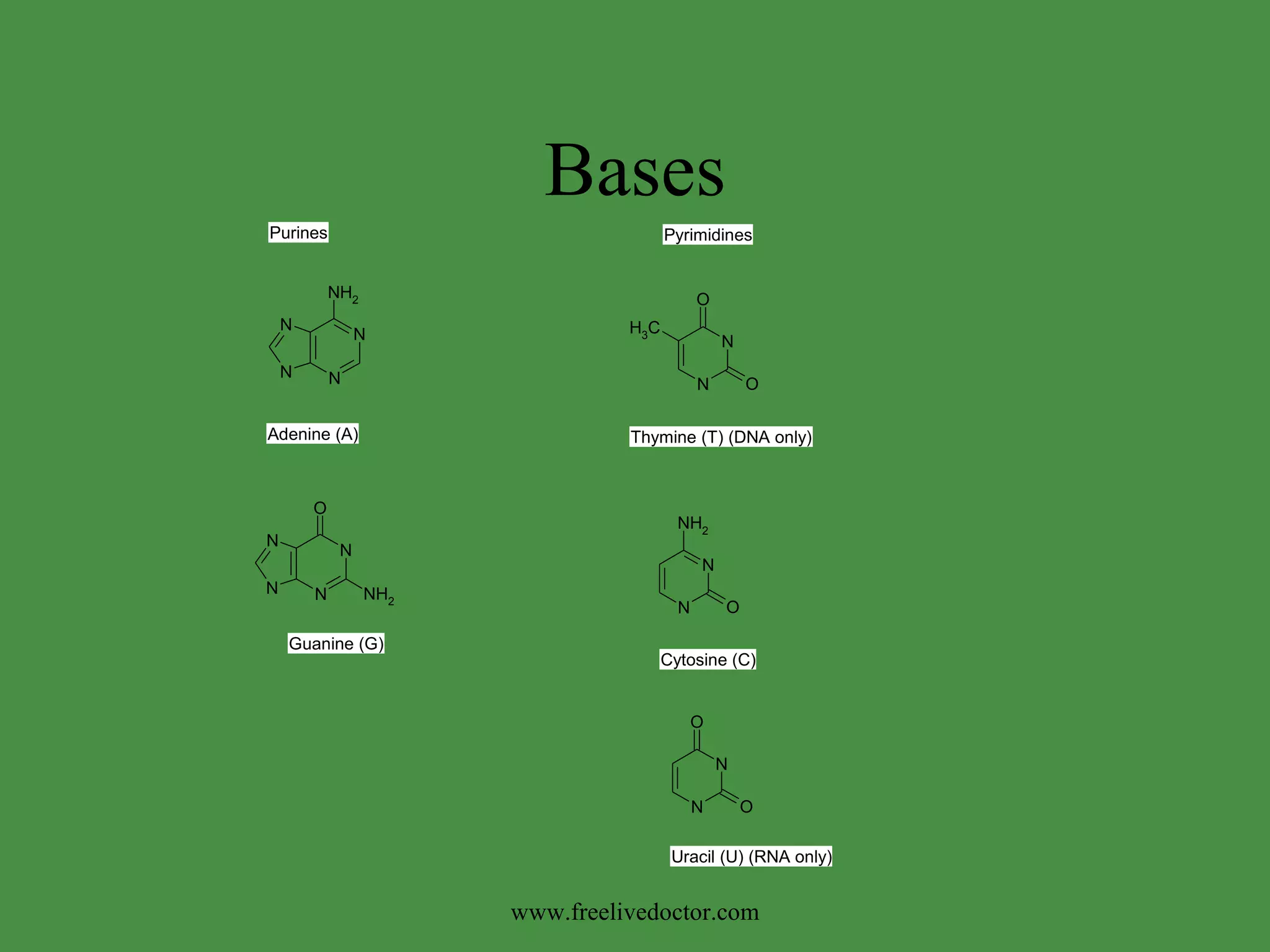 Molicular Biology | PPT