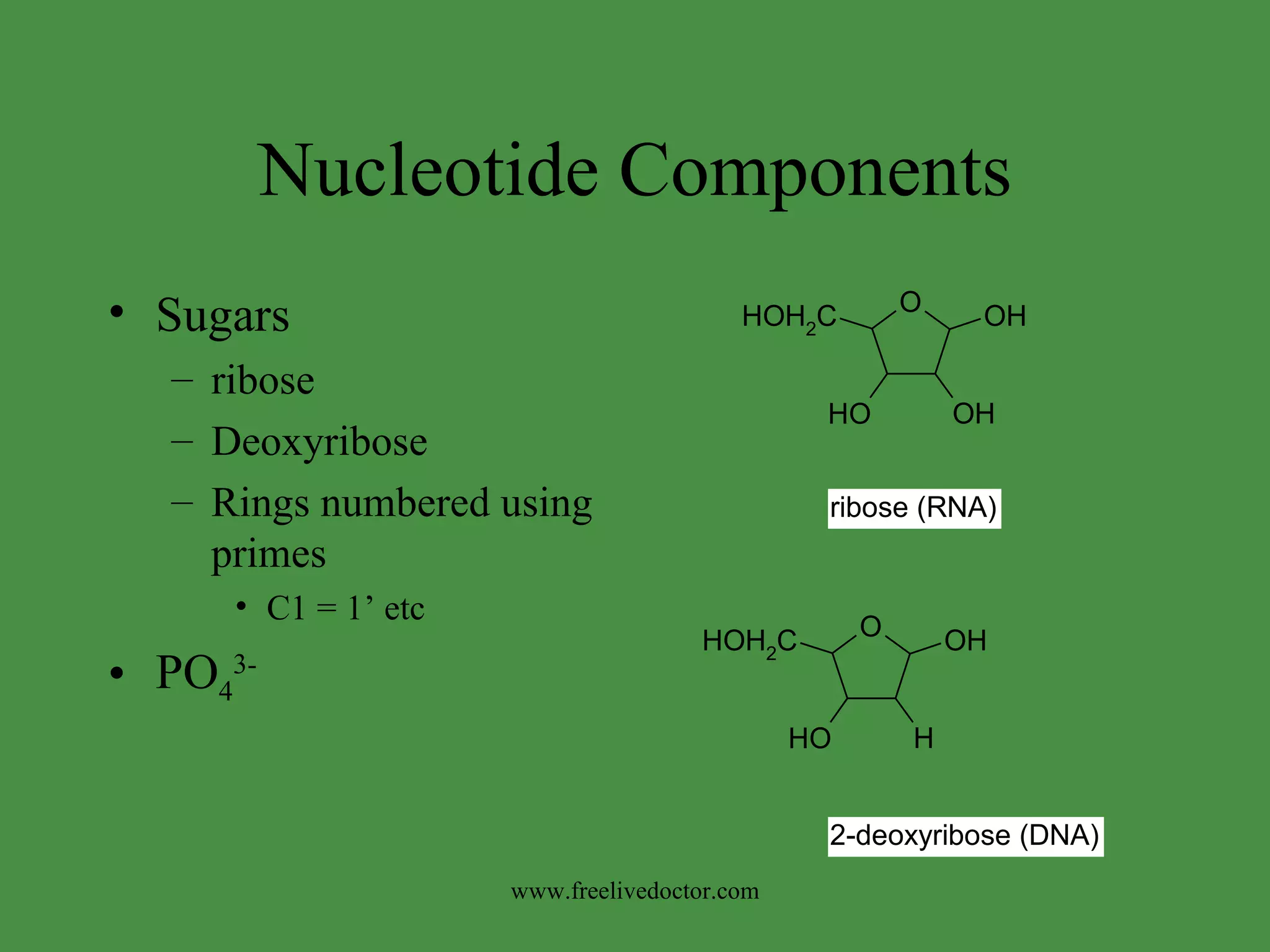 Molicular Biology | PPT