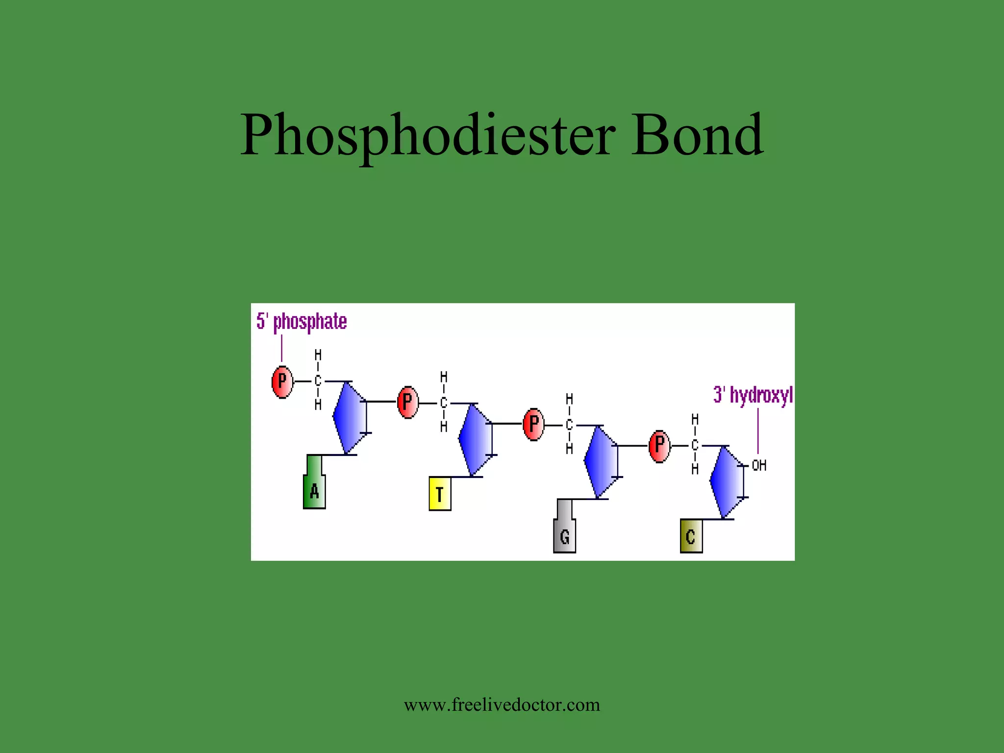 Molicular Biology | PPT