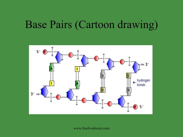 Molicular Biology | PPT