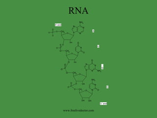 Molicular Biology | PPT