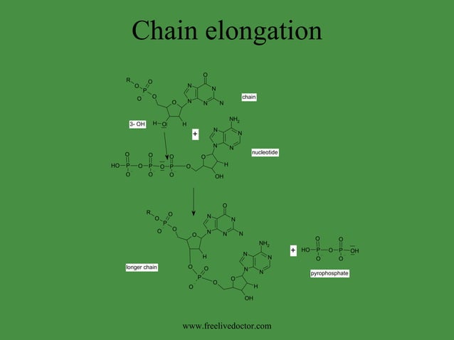 Molicular Biology | PPT