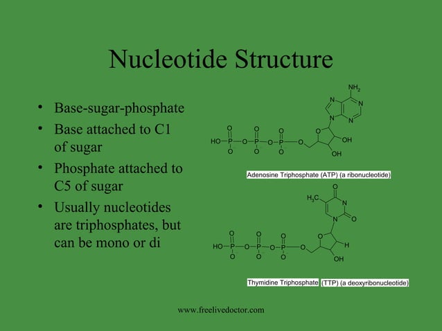 Molicular Biology | PPT