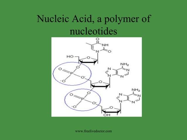 Molicular Biology | PPT