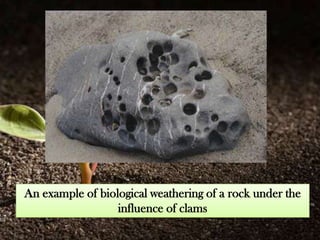 Soil microbiology and cycles of the elements | PPTX