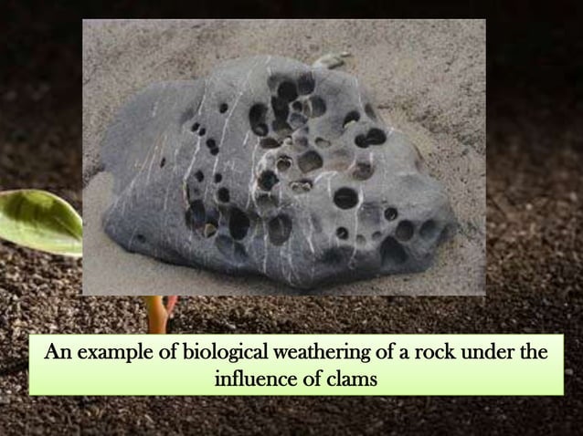 Soil microbiology and cycles of the elements | PPTX