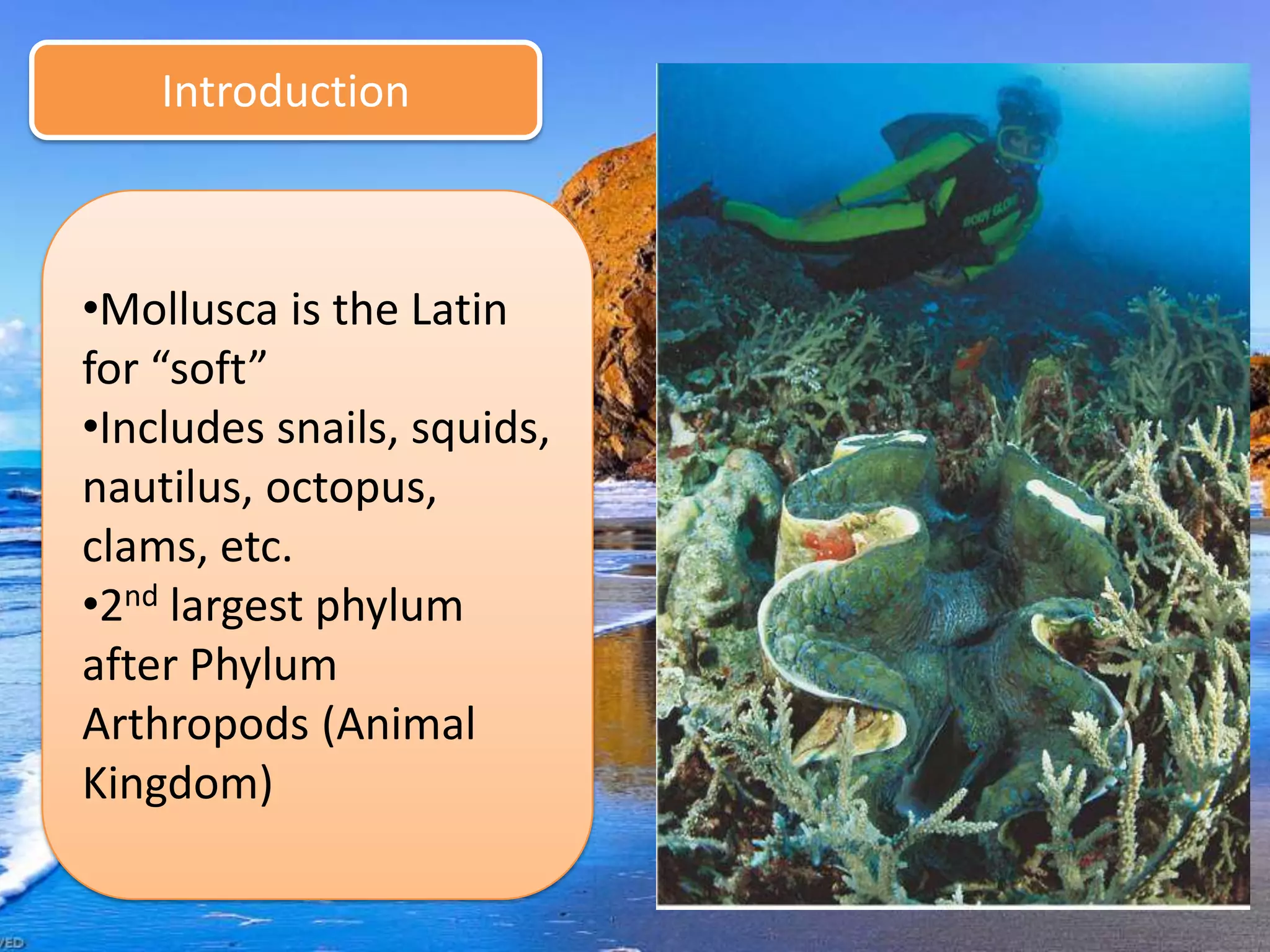 phylum mollusca | PPTX