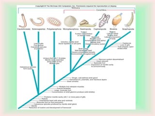Phylum Mollusca Tree