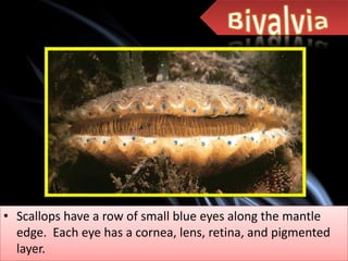 phylum mollusca | PPT