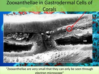 zooxanthellae | PPTX