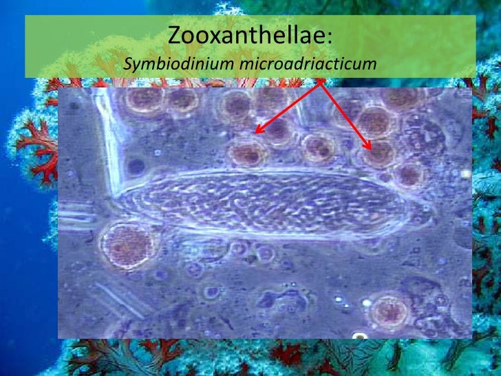 zooxanthellae