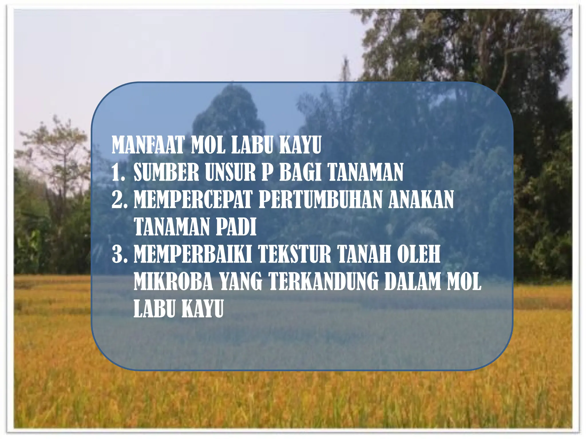 MIKROORGANISME LOKAL (MOL) LABU KAYU SEBAGAI PUPUK CAIR | PPTX