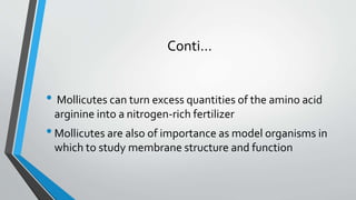 Mollicutes | PPT