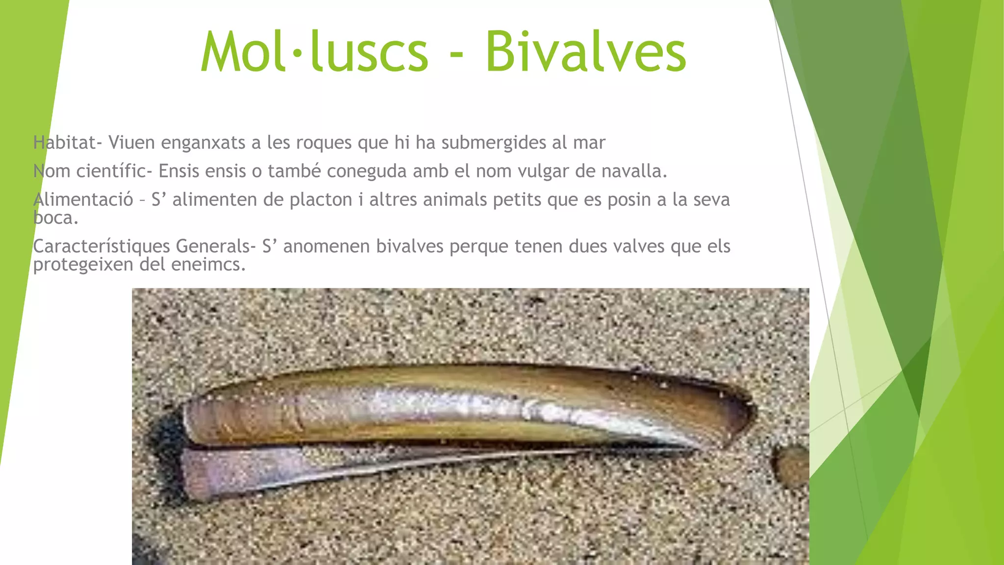 Mol·lusc navalla | PPT