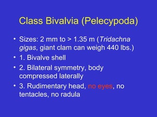 Mollusc | PPT