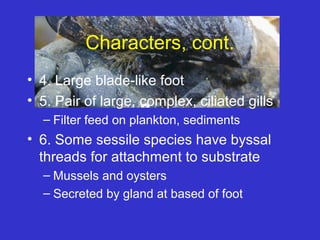 Mollusc | PPT