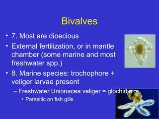 Mollusc | PPT