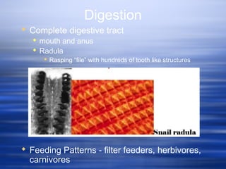 Mollusca Notes | PPT