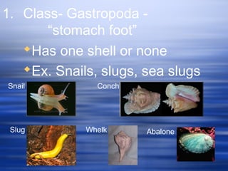 Mollusca Notes | PPT